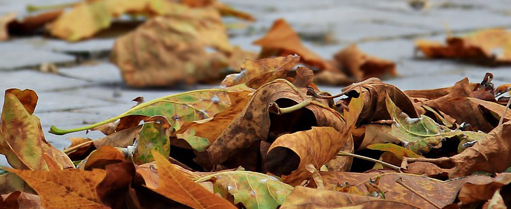 Curbside Leaf Pick Up / City of St. Albert