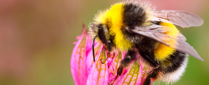 What’s All the Buzzzz About? / City of St. Albert