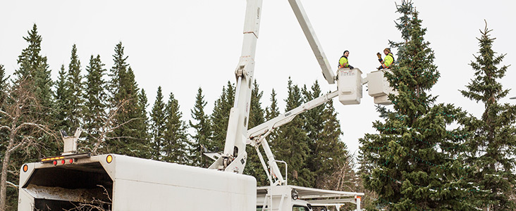 Tree Maintenance / City of St. Albert